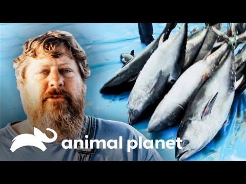 Pesca de atum em águas perigosas | Na Linha da Pesca | Animal Planet Brasil