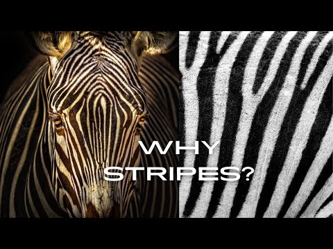 Why Do Zebras Have Stripes? Unraveling the Mystery!