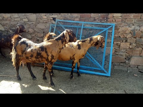 Sirohi Goats - Wholesale Price & Mandi Rate for Devgarhi Goat