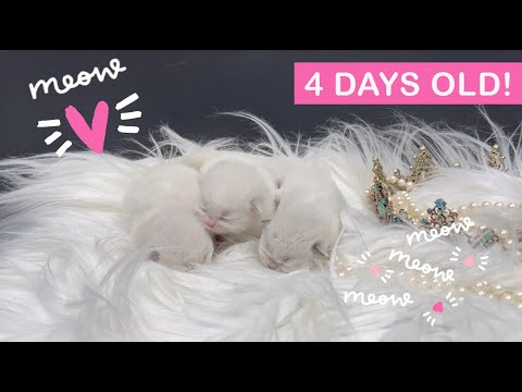 Fat Fur Balls! π§Έππ± Blue Point Ragdoll Kittens 4 Days Old! Meowing For Mama!