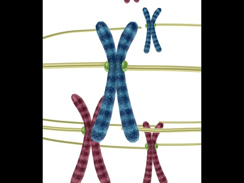 What is a Chromosome?