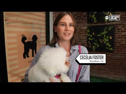Luxury pet spa pampers dogs with high-end grooming, wholistic health care, and retail bling