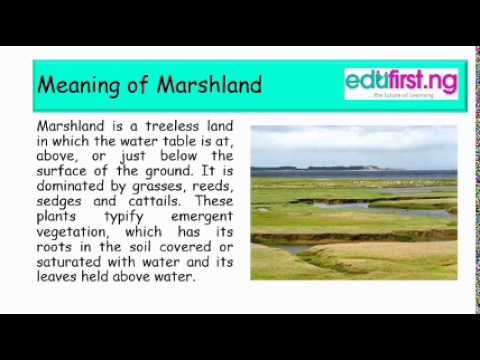 Terrestrial Habitat (Marsh) |Biology | SS2 | 1st Term