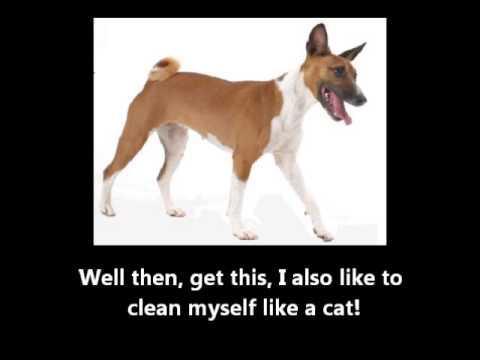Basenji ~ Puppies for Sale, by Pets4You.com