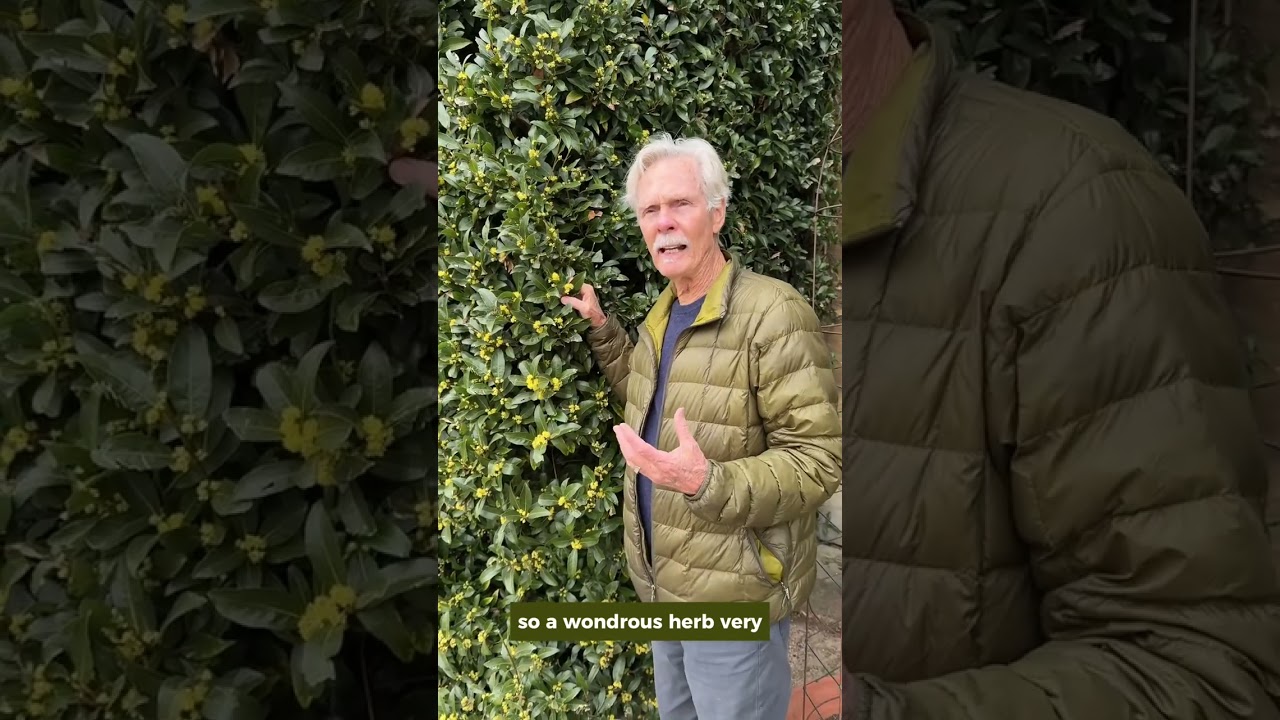 Sweet Bay Laurel (Laurus nobilis) with Dr. Christopher Hobbs