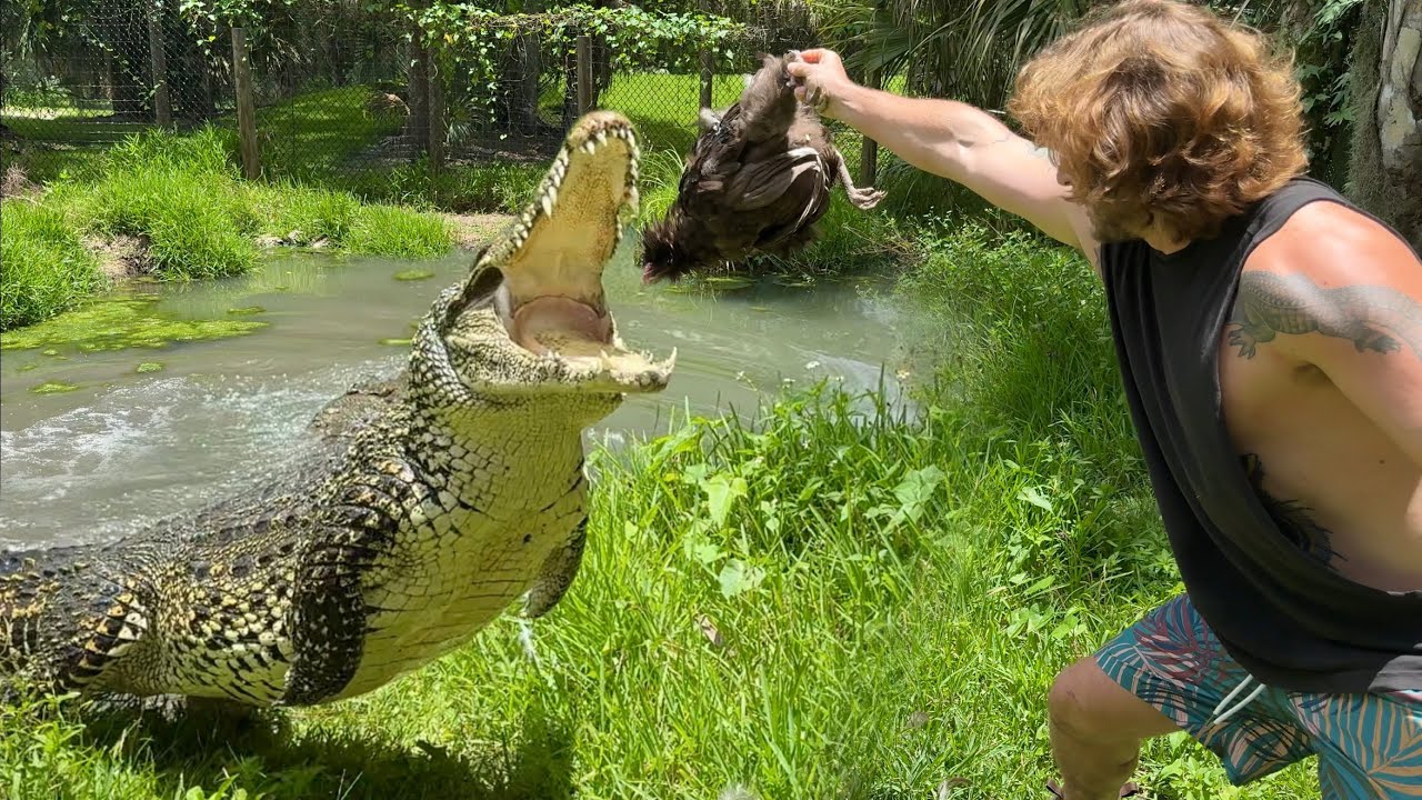 Hand Feeding HUNGRY CROCODILES!