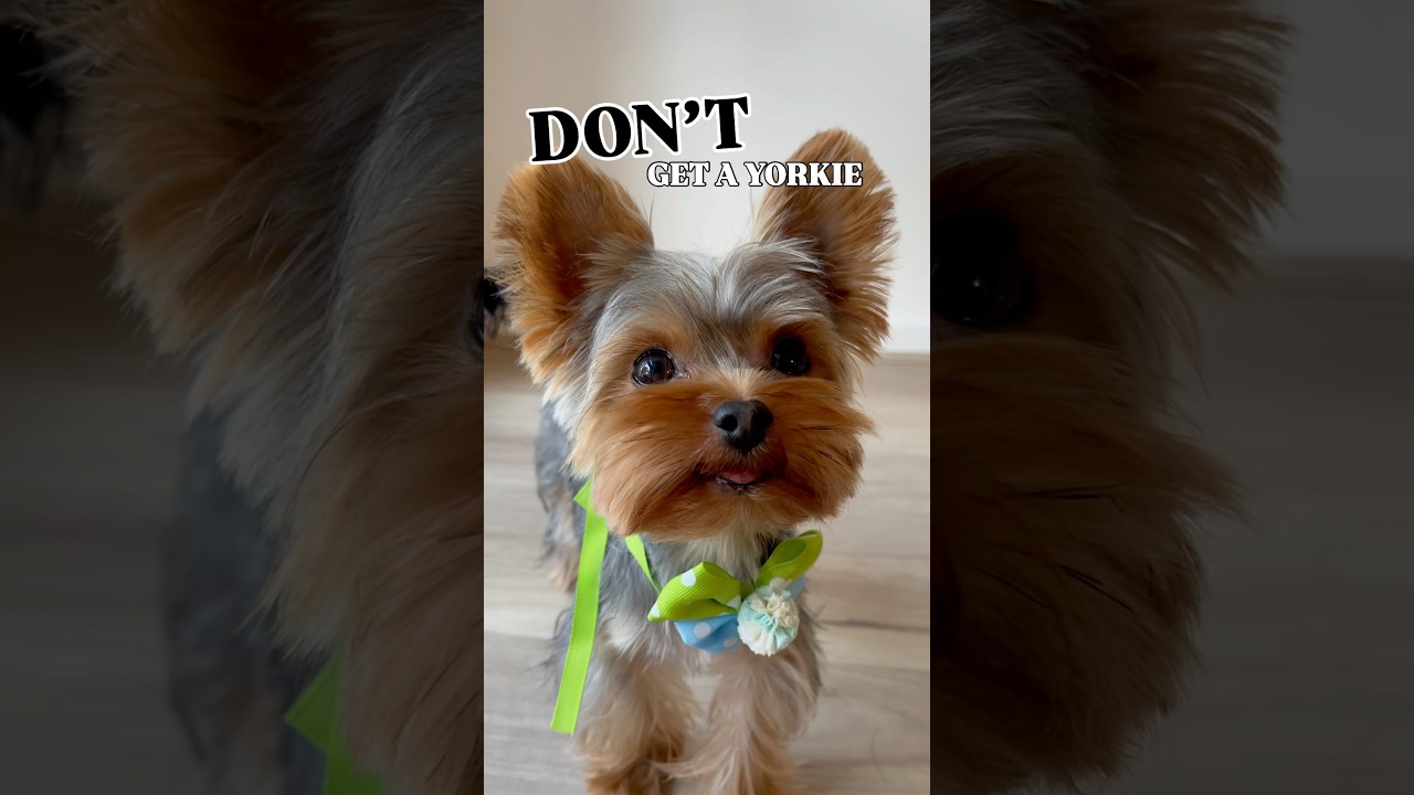 Here’s Why You Shouldn’t Get A Yorkie! 🤣 #shorts #yorkie #yorkies