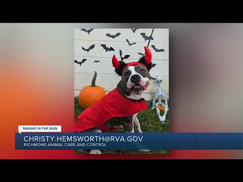 Paws for Pets: Singing in the Rain, a friendly, athletic girl who wants to be your running buddy!