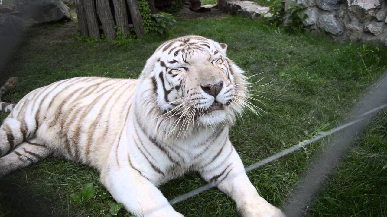 Bengal tiger roar