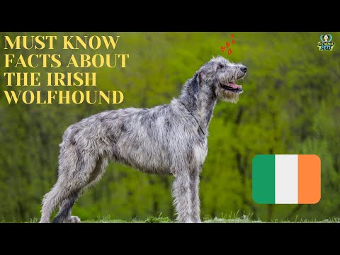 Getting To Know Your Dog's Breed: Irish Wolfhound Edition