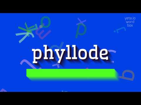 How to say "phyllode"! (High Quality Voices)