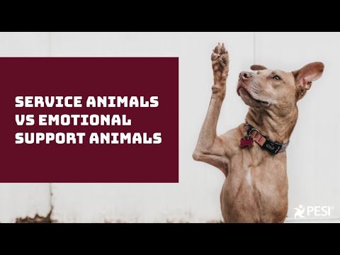 Service Animals vs Emotional Support Animals