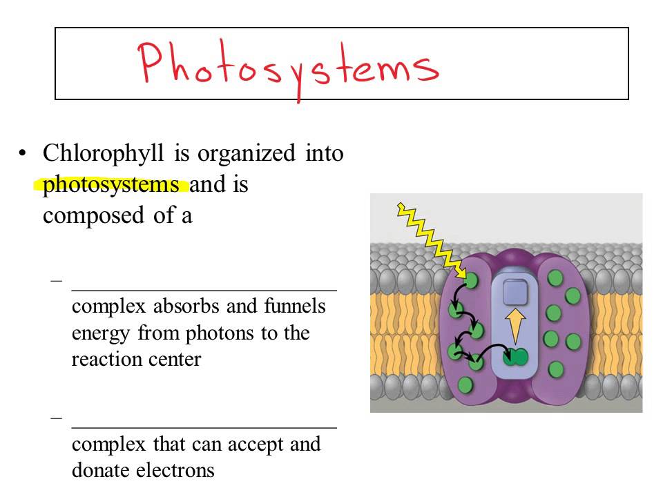 Ch 10 Narrated  powerpoint Part 1  Photosynthesis Light reactions