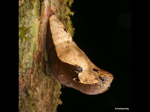 A remarkable pupa that resembles a snake—and moves! – Why Evolution Is True