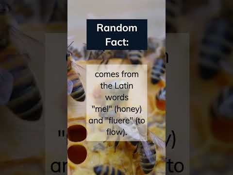 The Definition of Mellifluous: How a Word Meaning 'Sweet as Honey' Became Associated with Music