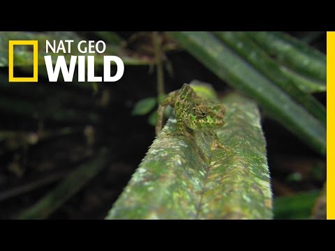 Chameleon Killer Tactics | Deadly Instincts