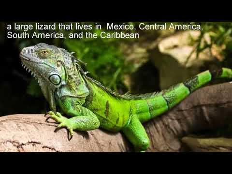 iguana meaning | Vocabulary for Kids | Children's Dictionary | Learn English Vocabulary