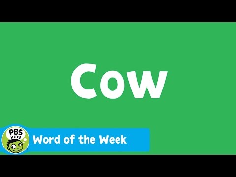 WORD OF THE WEEK | Cow or Vaca | PBS KIDS