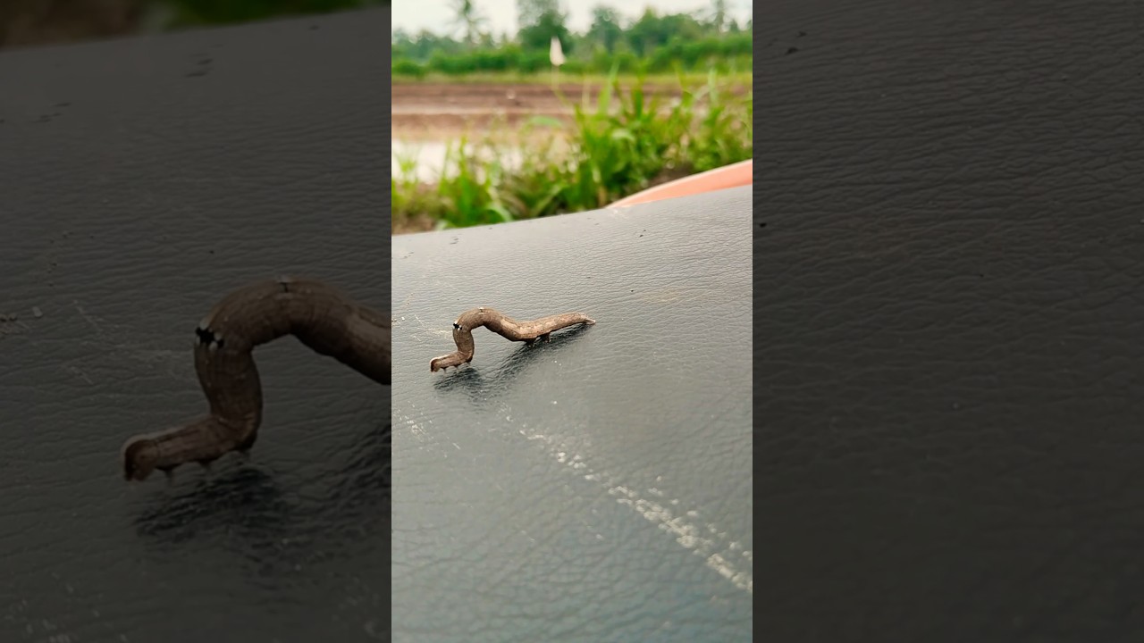 Long caterpillar - what is this? #nature #insects #inchworm