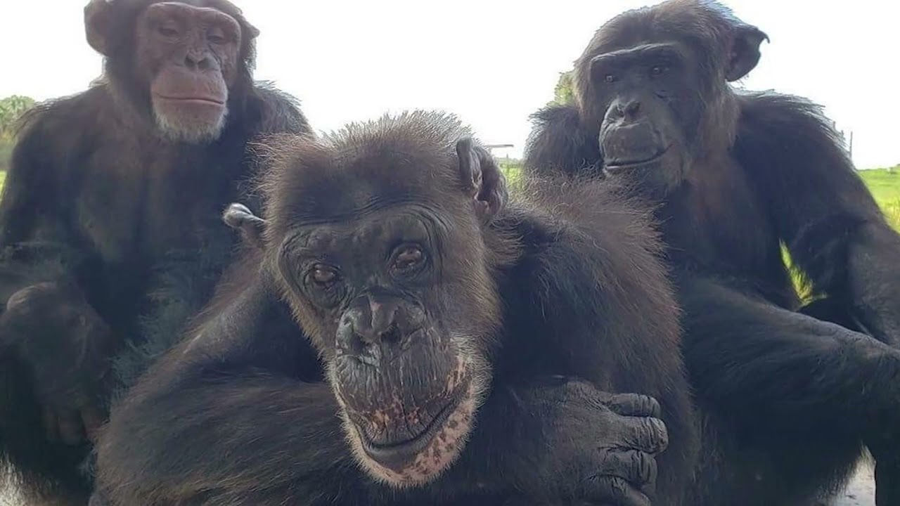 Veterinarian, Dr. Lisa Lewis Introduces Lisa the 1st - Save the Chimps