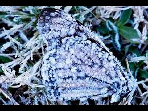 Watch “2+ Million Monarch Butterflies Die from Snow & Cold 19N ...