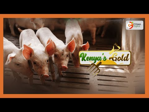 | KENYA’S GOLD | Pig Farming