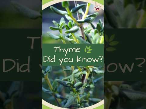 The Benefits of #Thyme