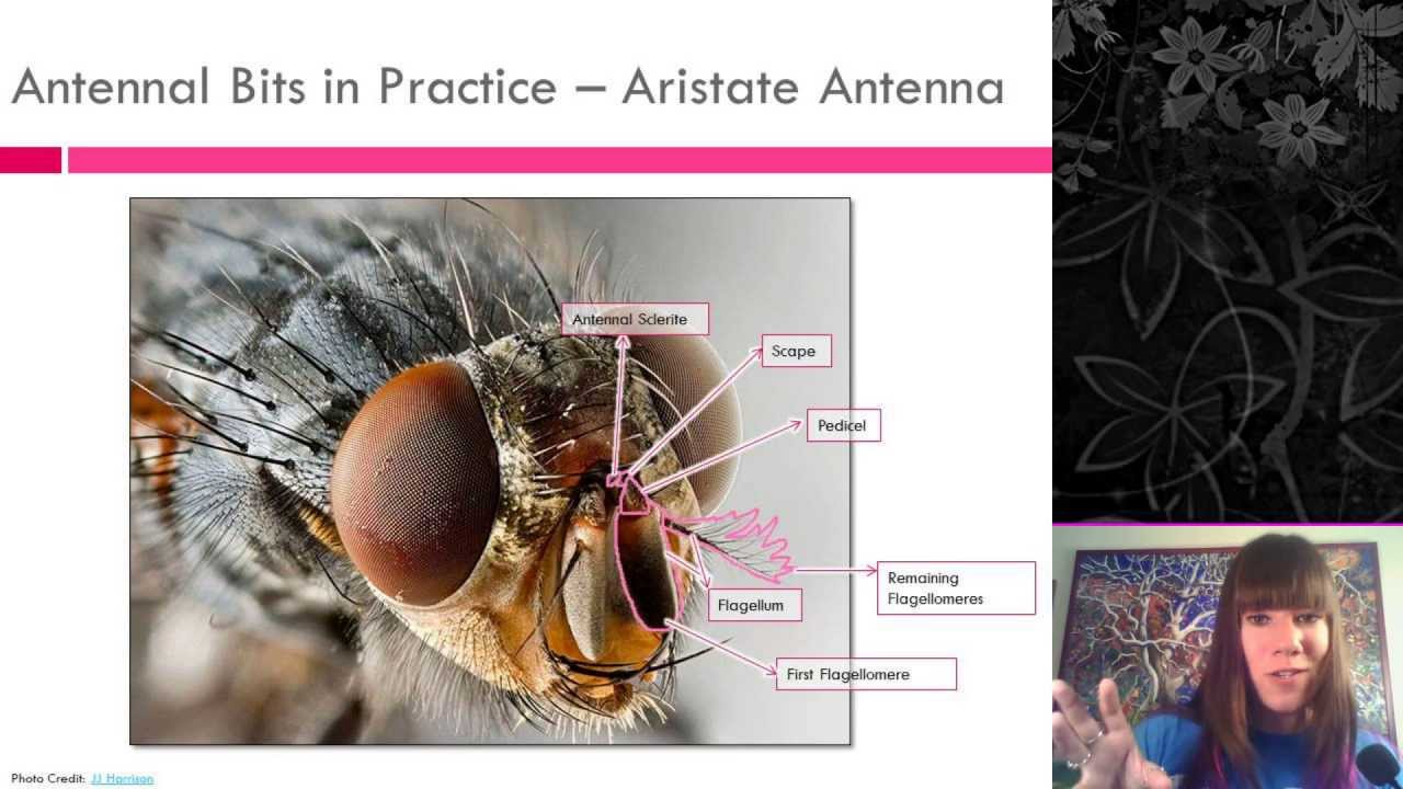Insect External Morphology