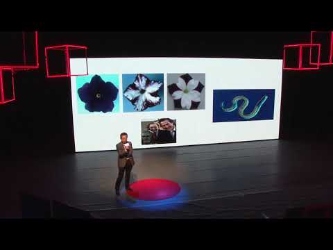What is RNA | Peizhuo Zhang | TEDxSuzhouWomen