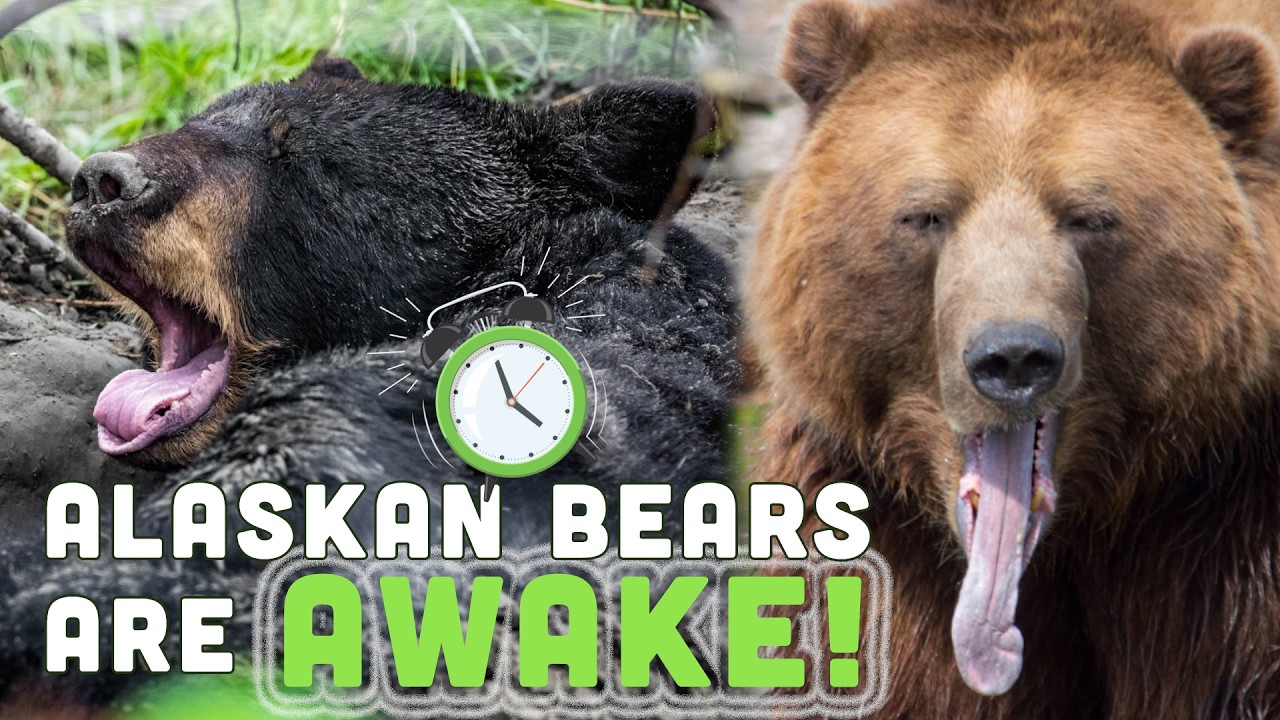 Bears Are Back in Alaska! How to Identify Them & Avoid Trouble 🐾