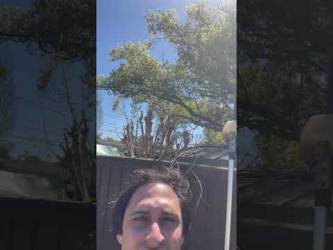 EGO Pole Saw PS1000, best pole saw ever, product in description!