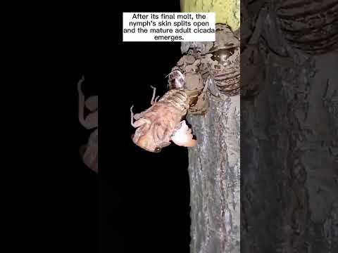 The Life Cycle of Cicada