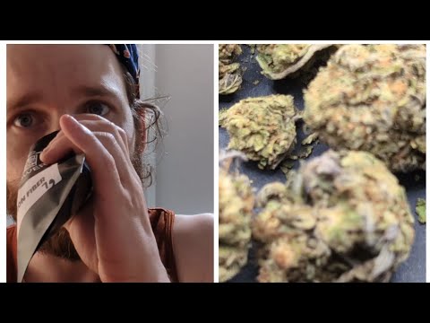 Outdoor. "Carbon fiber" flower review from thca small buds! Mysterious name, dank flavor