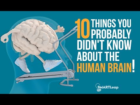 10 Interesting Facts About the Human Brain