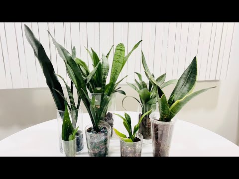 All About Snake Plants - Dracaena/Sansevieria