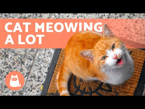 What to Do if My CAT MEOWS A LOT 🐱🔊 (10 Causes and Solutions)