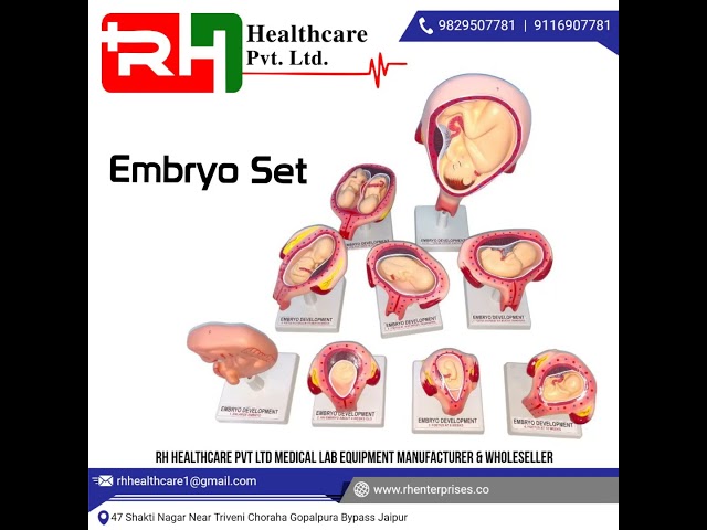 Embryo Model - Embryo Set Improrted Trader - Wholesaler / Distributor ...