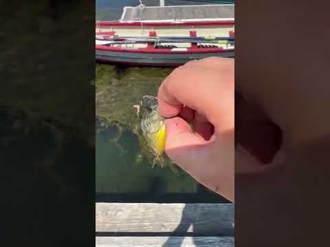 Bluegill or pumpkinseed?