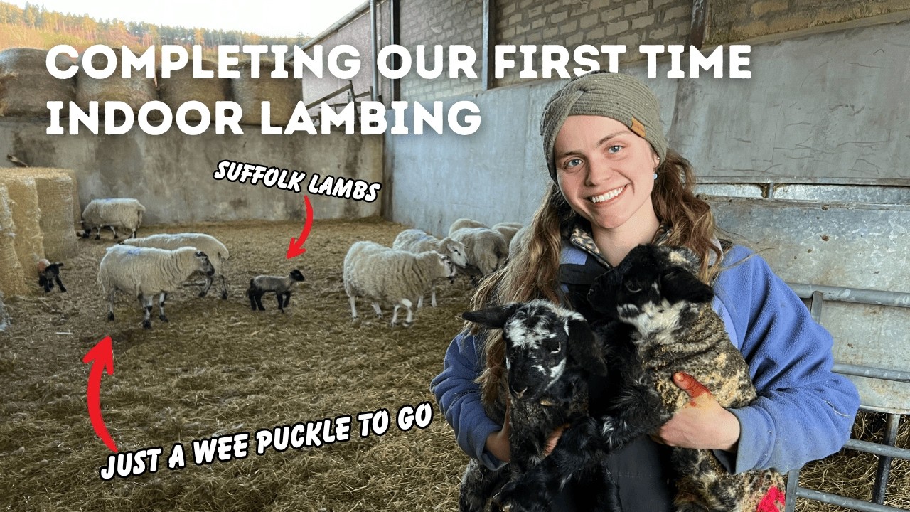First Time Lambing Inside!