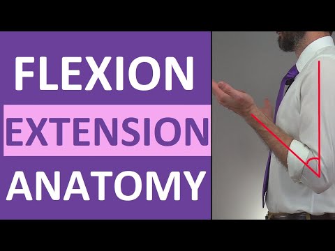 Flexion and Extension Anatomy: Shoulder, Hip, Forearm, Neck, Leg, Thumb, Wrist, Spine, Finger