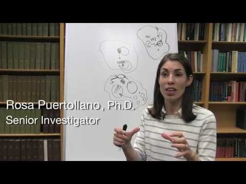 Trash-Talking with Lysosomes - Rosa Puertollano, NIH IRP Scientist
