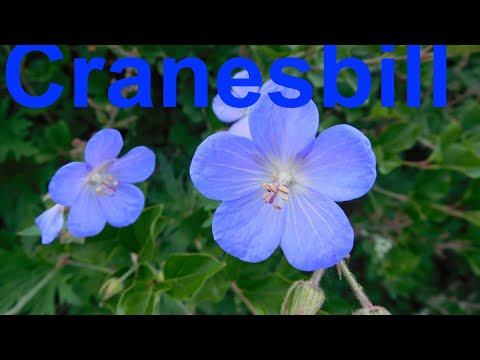 5 Things About Cranesbill Plant. Geranium 2022