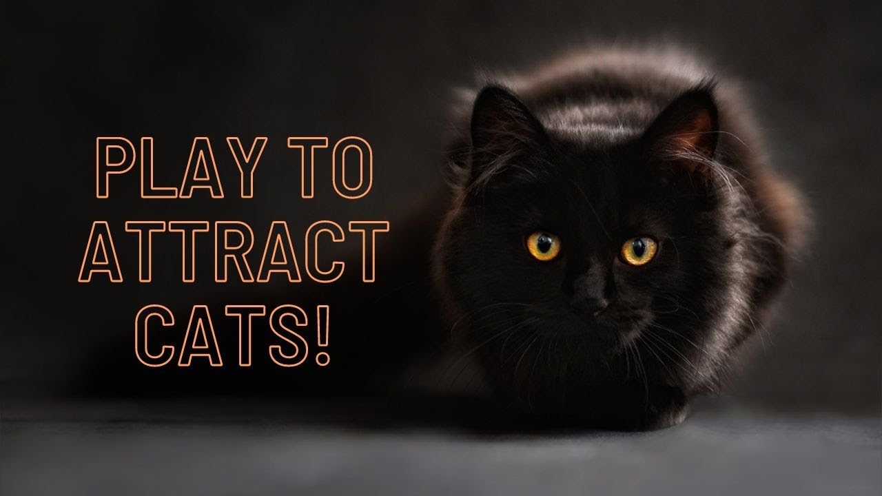 Play this to attract your cat and make it meow back (works instantly!)