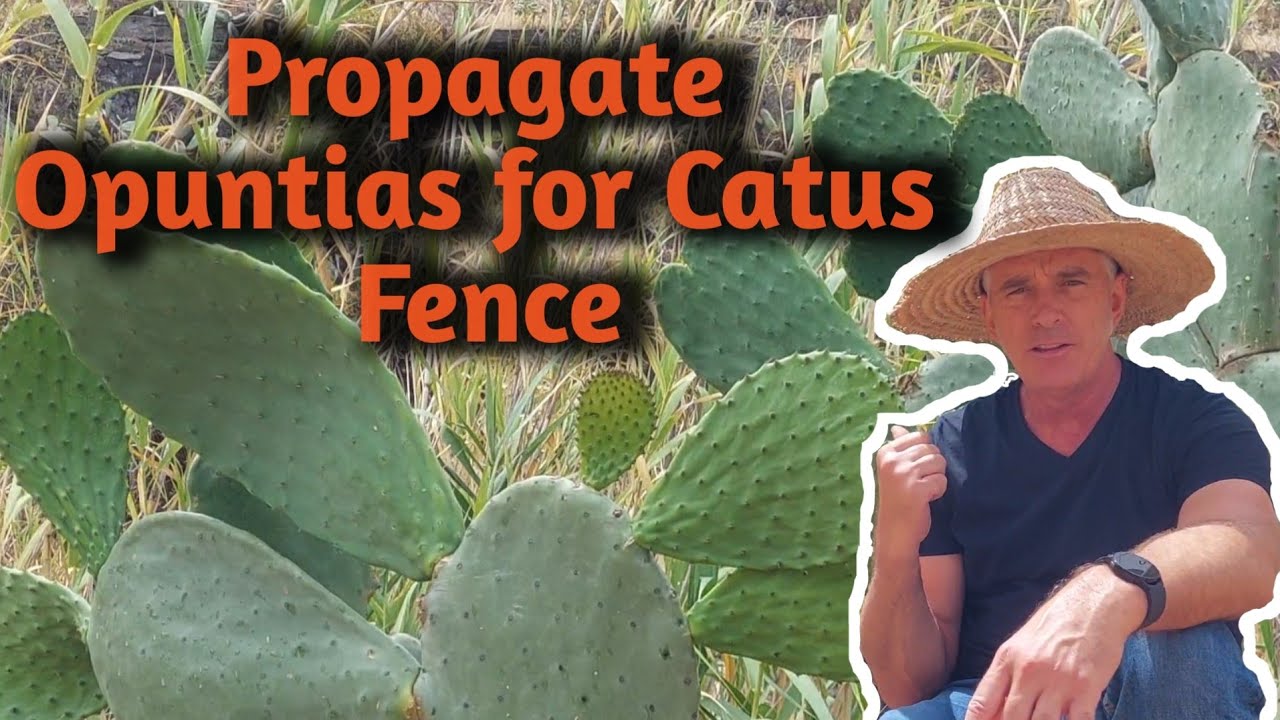 How to Propagate & Root Cactus Pads: Prickly Pear/Opuntia/Nopal/Penca. Fence and Erosion Control