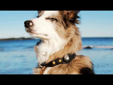 K9 Proâ„¢ AirTag Dog Collar Holder Kit Review | Best Secure AirTag Mount for Active Dogs!
