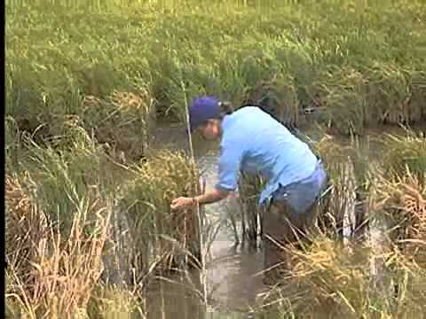 Scouting for the Panicle Rice Mite