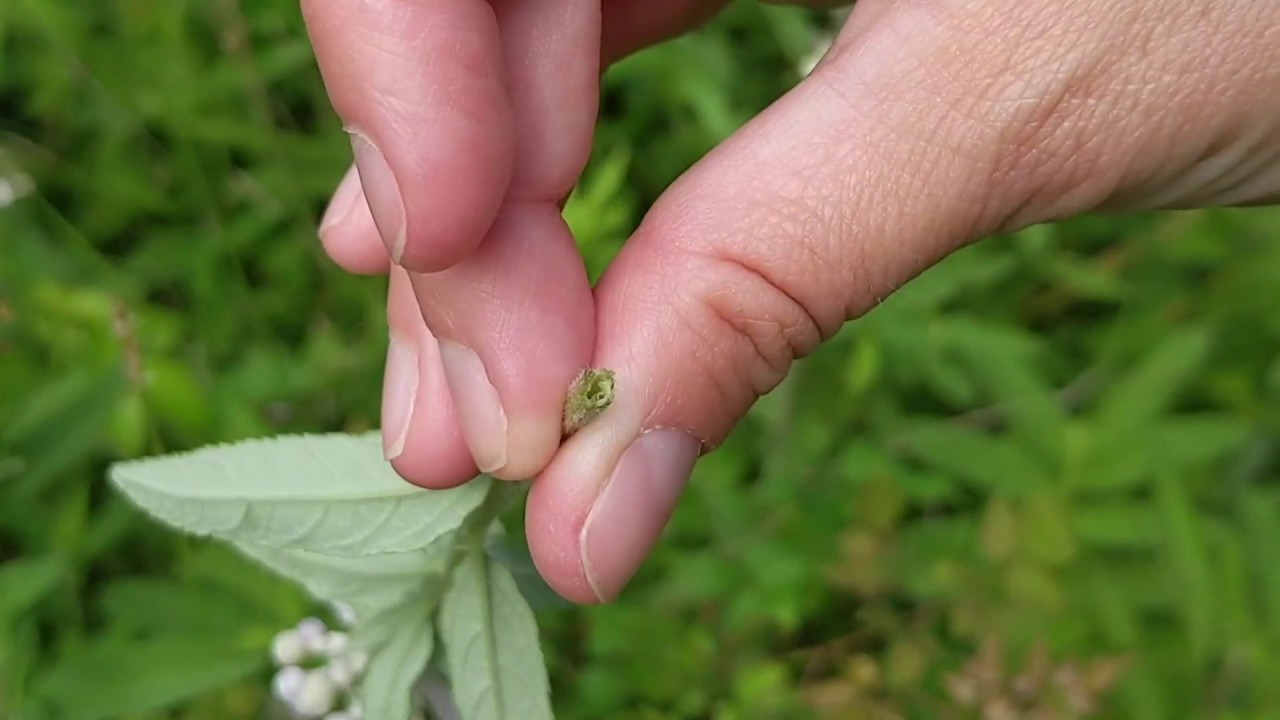 Wood Sage