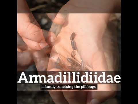 How Does Armadillidiidae Look? | What is Armadillidiidae? | How to Say Armadillidiidae in English?
