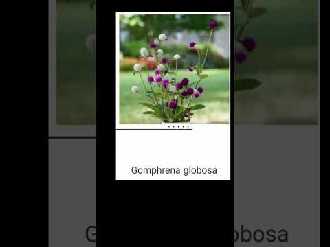 Gomphrena globosa|Learning the names of flowers along with their pictures and pronunciation