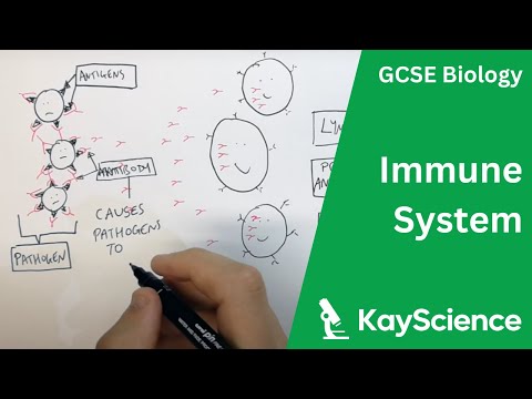 The Immune System - GCSE Biology | kayscience.com